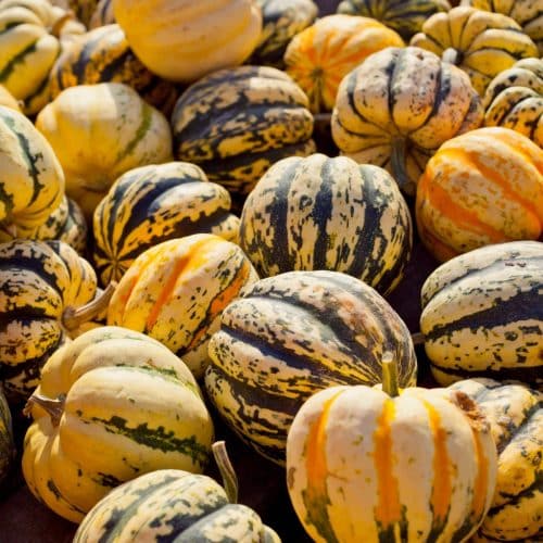 Two Ingredient Roasted Sweet Dumpling Squash Recipe